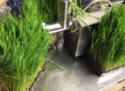 Wheatgrass Side Effect