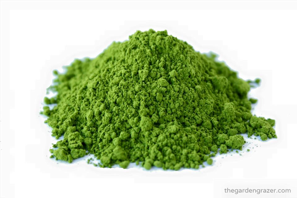 Matcha green tea benefits